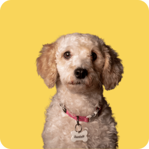 Perros – Héroes X Adopción