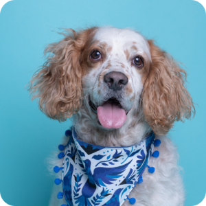 Perros – Héroes X Adopción