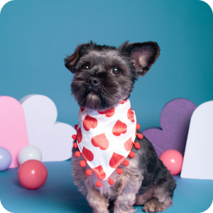 Perros – Héroes X Adopción