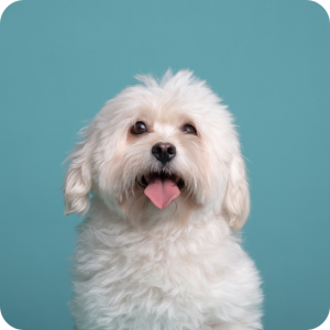 Perros – Héroes X Adopción